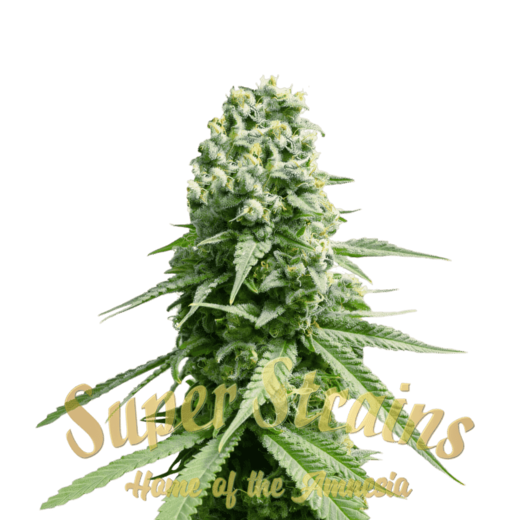 Amnesia, 3Stk Feminisiert, SuperStrains - GrowCologne - Dein Growshop ...