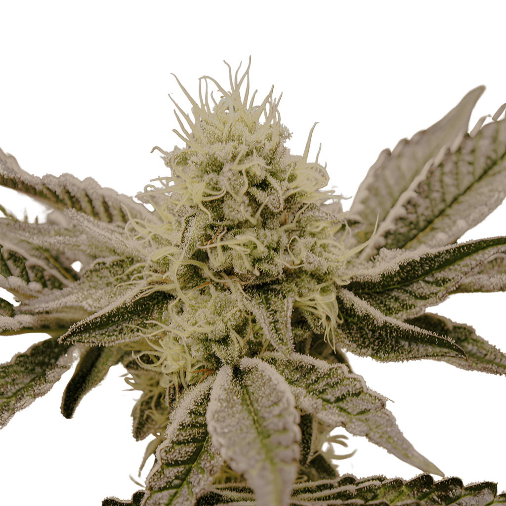 Mouth Wash, 3Stk Feminisiert, Humboldt Seeds - GrowCologne - Dein ...