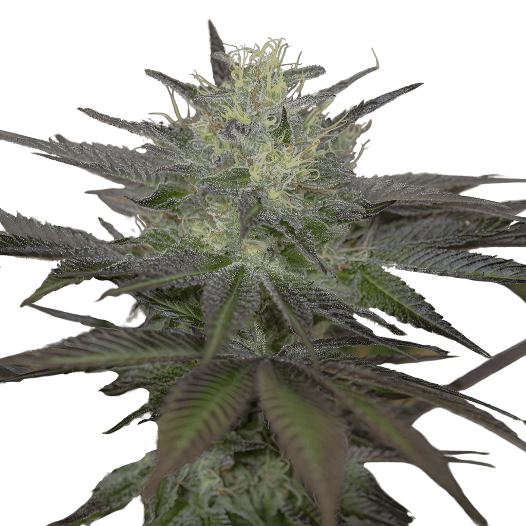 Sapphire OG, 3Stk Feminisiert, Humboldt Seeds - GrowCologne - Dein ...