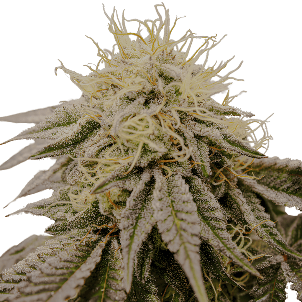SundogZ, 3Stk Feminisiert, Humboldt Seeds - GrowCologne - Dein Growshop ...