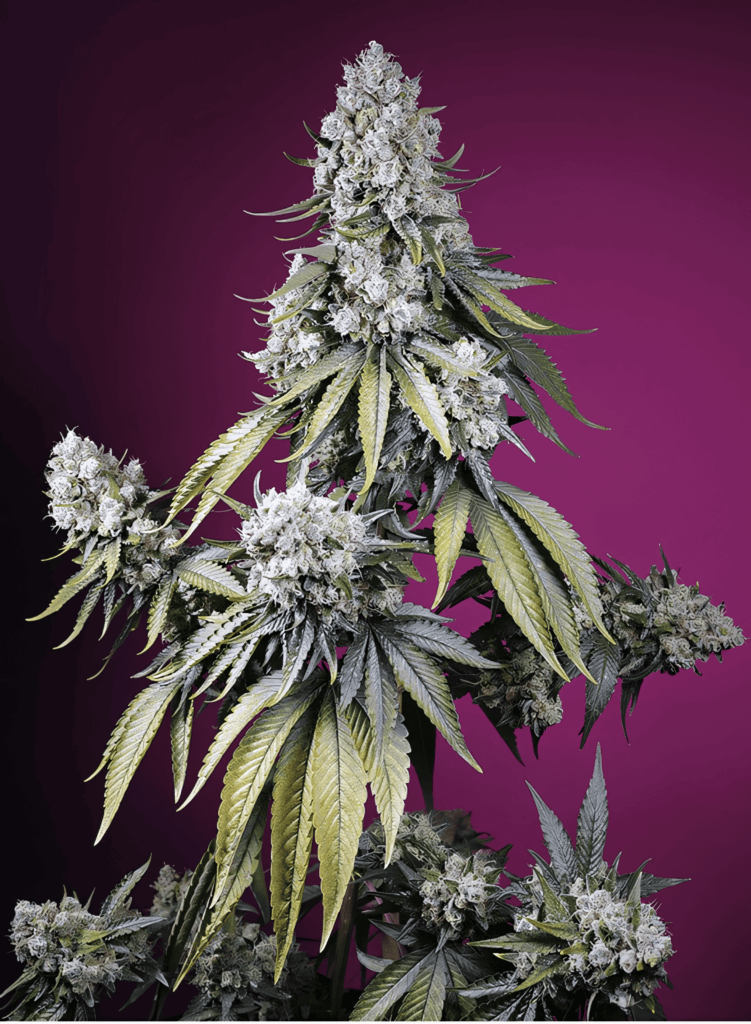Jealousy Z XL, 3Stk Auto, Sweet Seeds - GrowCologne - Dein Growshop in ...