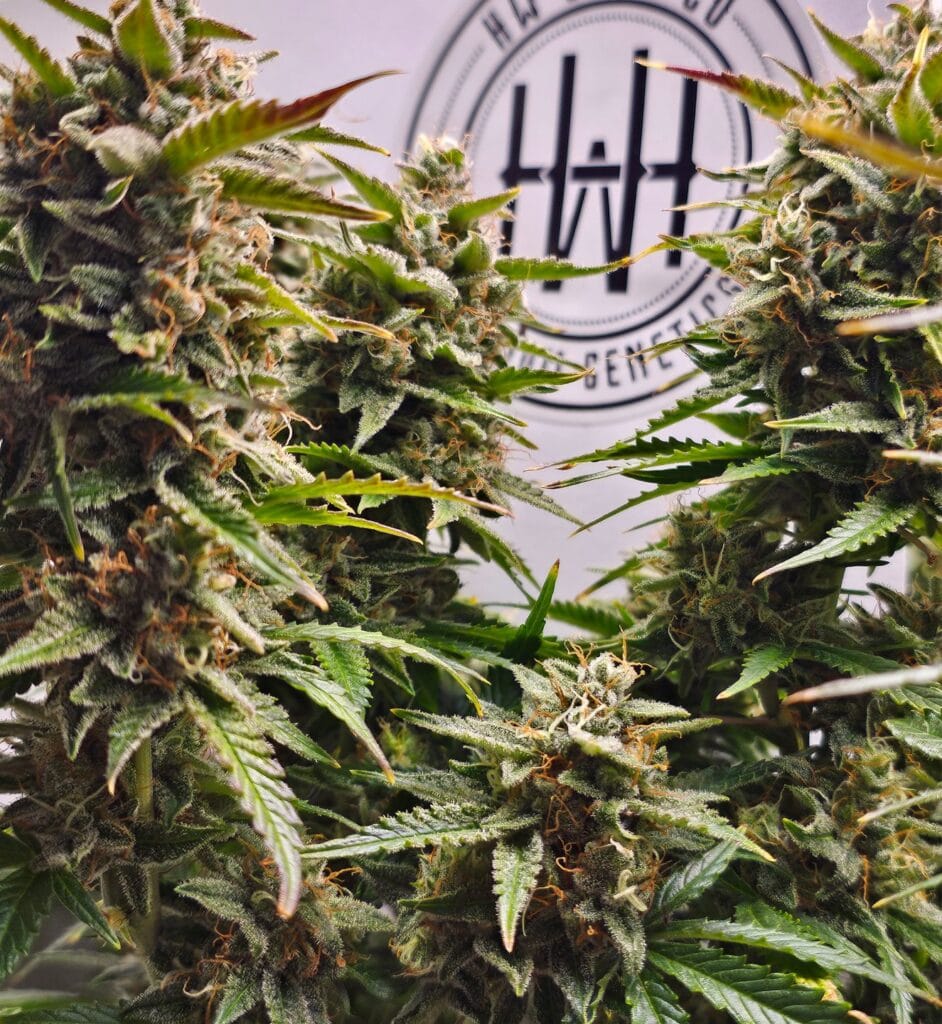 North Joey, 4Stk Auto, HW Seed Co. - GrowCologne - Dein Growshop in ...