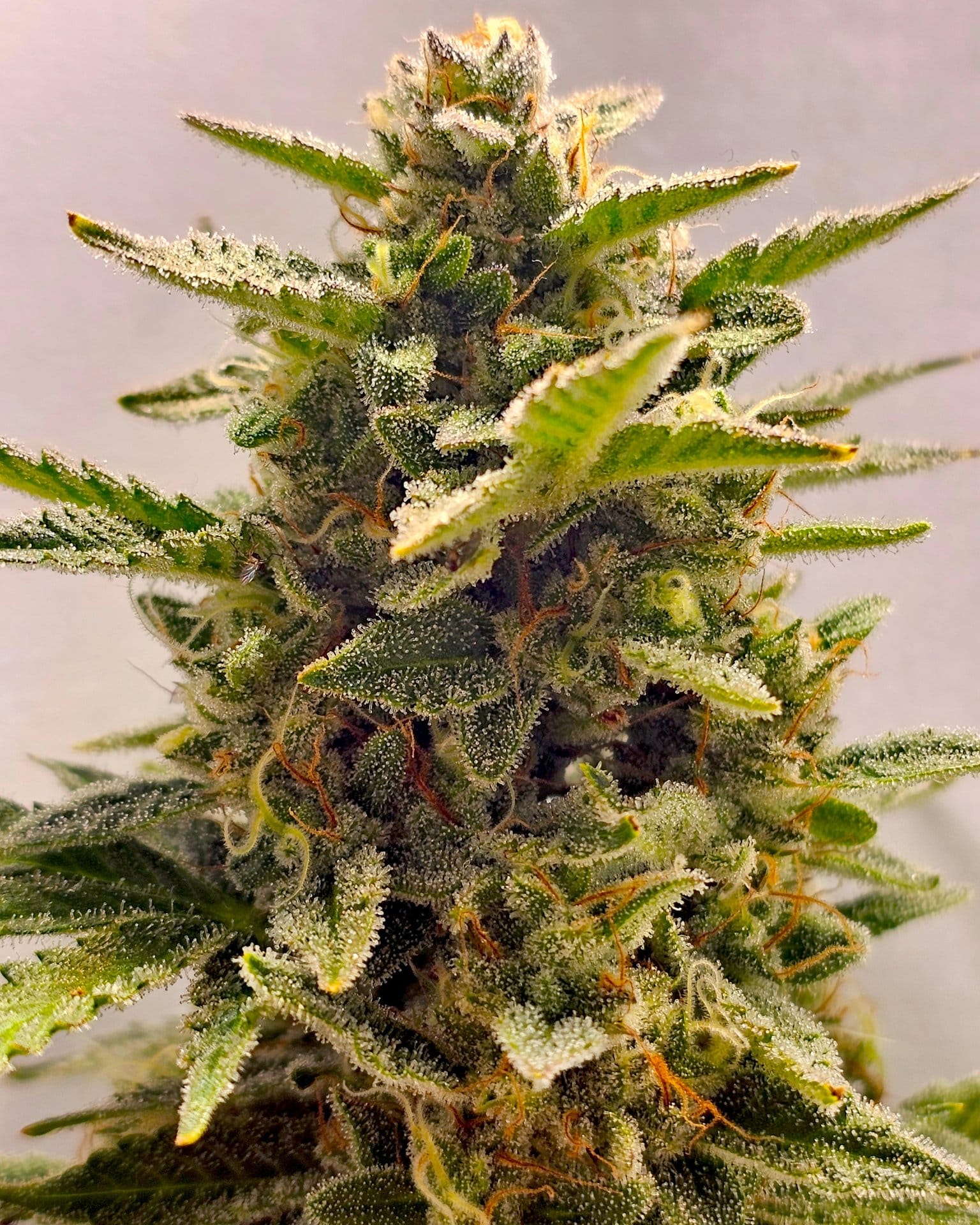 North Joey, 4Stk Auto, HW Seed Co. - GrowCologne - Dein Growshop in ...